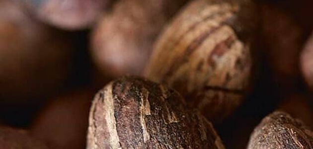 Ingrediente - A Karité e os seus múltiplos benefícios